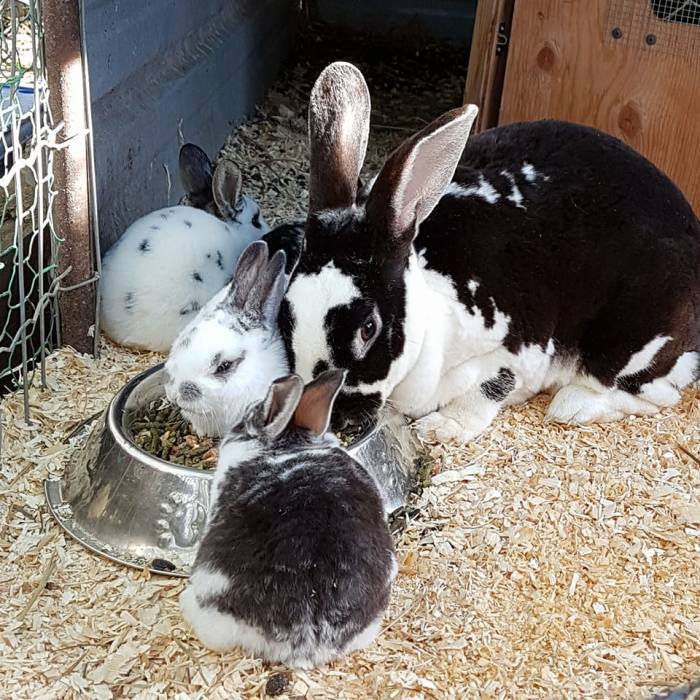 Ravenwood Rabbitry | Ravenwood Ranch